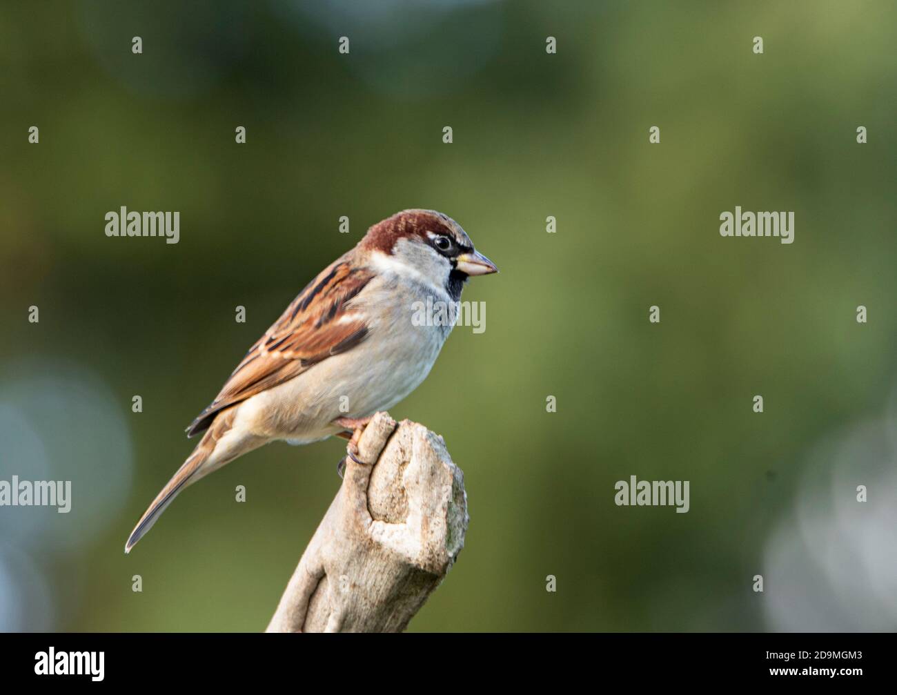House Sparrow, over a British Garden, Autumn 2020 Stock Photo - Alamy
