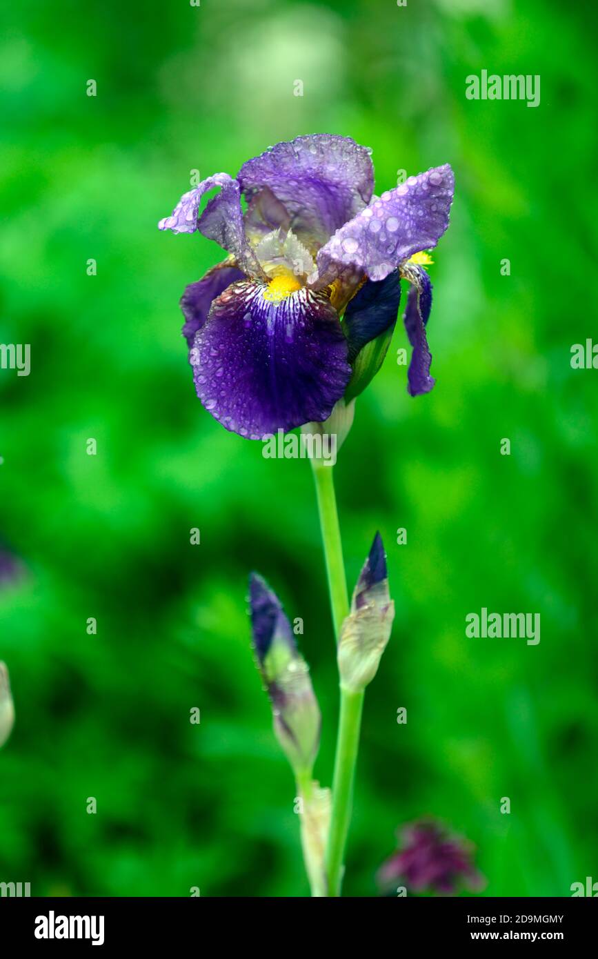 iris,Bearded Iris,Iris germanica,German Iris,Purple lilac Rust coloured ...