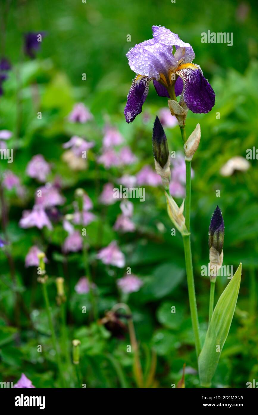 iris,Bearded Iris,Iris germanica,German Iris,Purple lilac Rust coloured ...