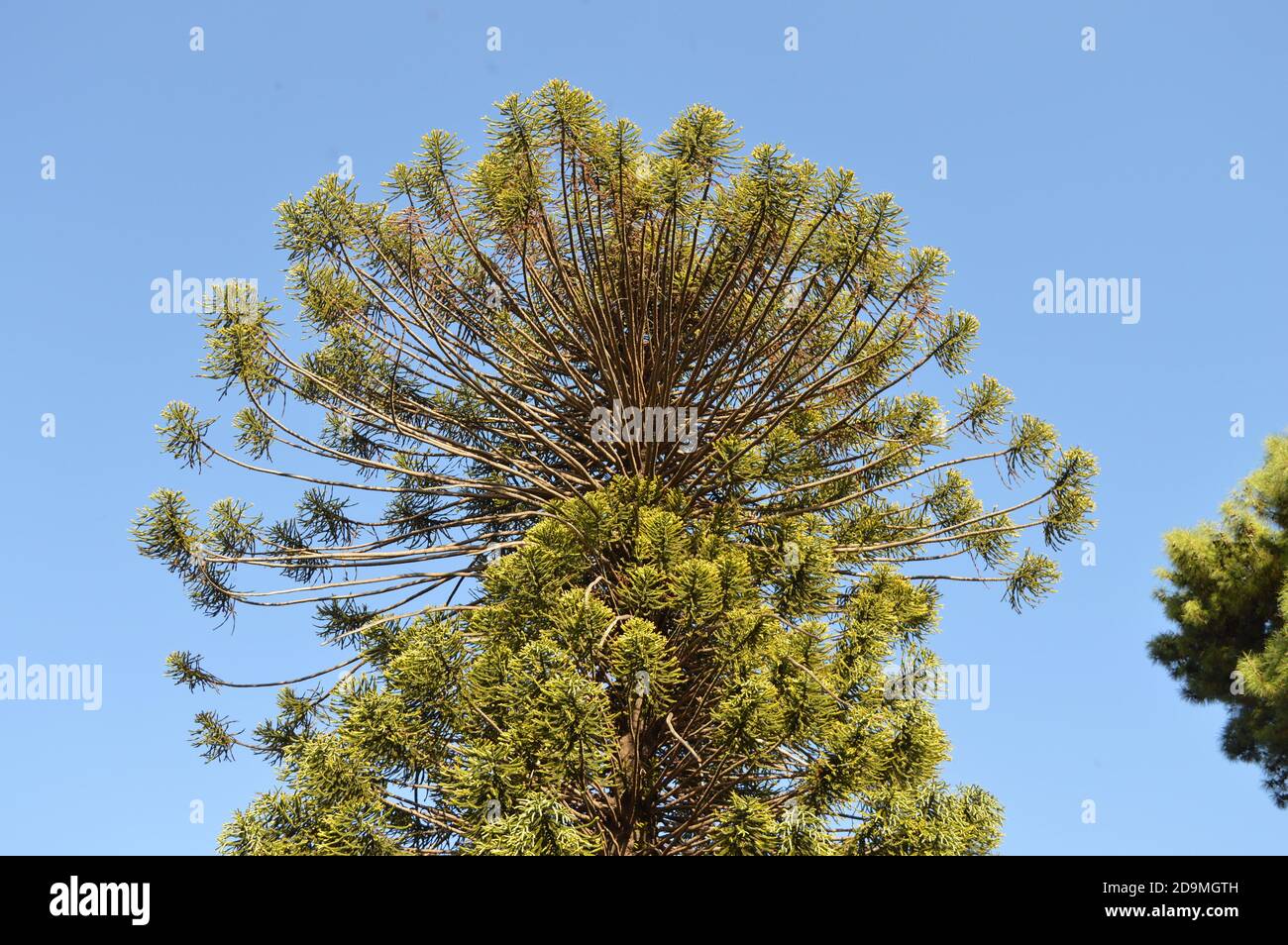 Unusual tree shapes hi-res stock photography and images - Alamy