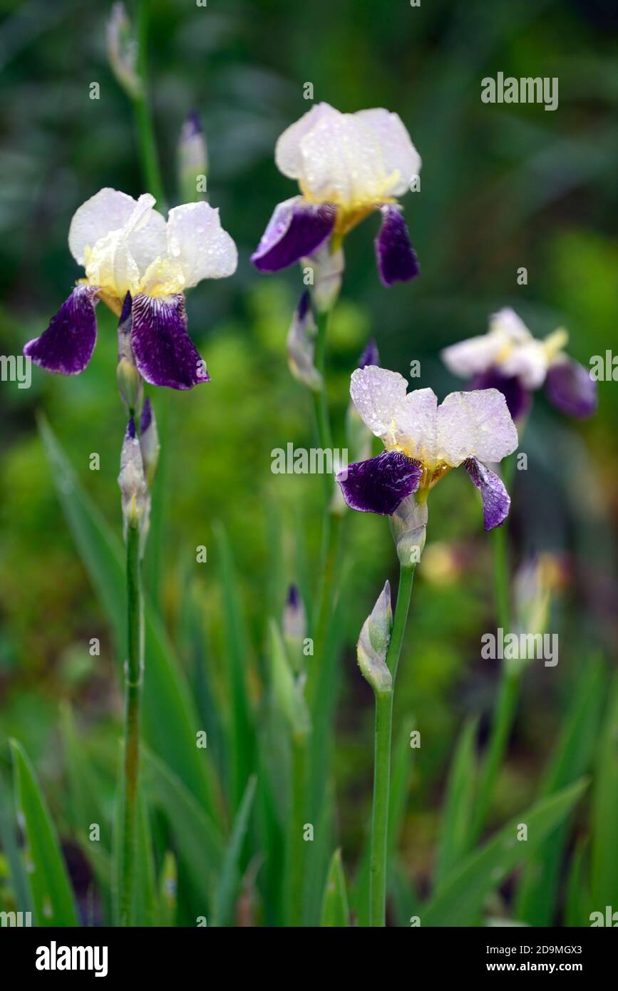 iris,Bearded Iris,Iris germanica,German Iris,Purple lilac Rust coloured ...
