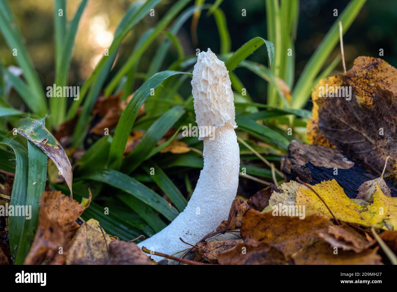 Phallic plants hi-res stock photography and images - Alamy