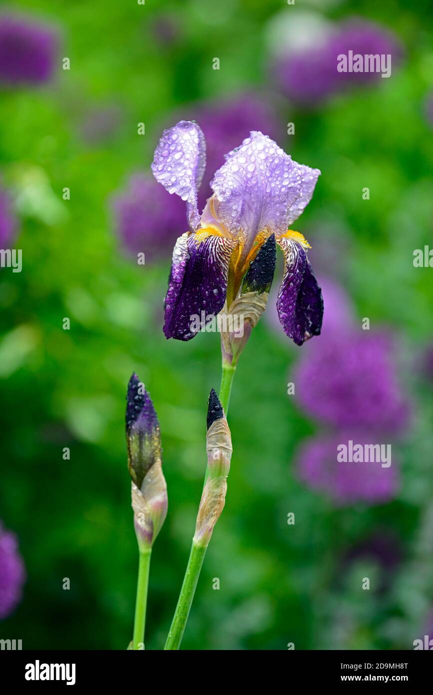 iris,Bearded Iris,Iris germanica,German Iris,Purple lilac Rust coloured ...