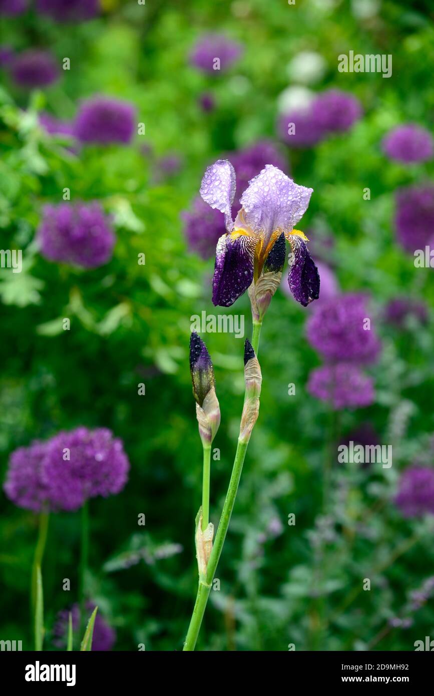 iris,Bearded Iris,Iris germanica,German Iris,Purple lilac Rust coloured ...