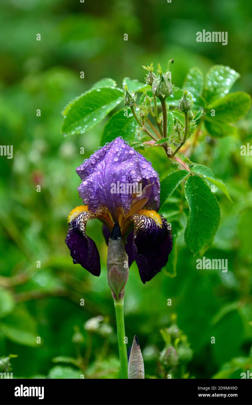 iris,Bearded Iris,Iris germanica,German Iris,Purple lilac Rust coloured ...