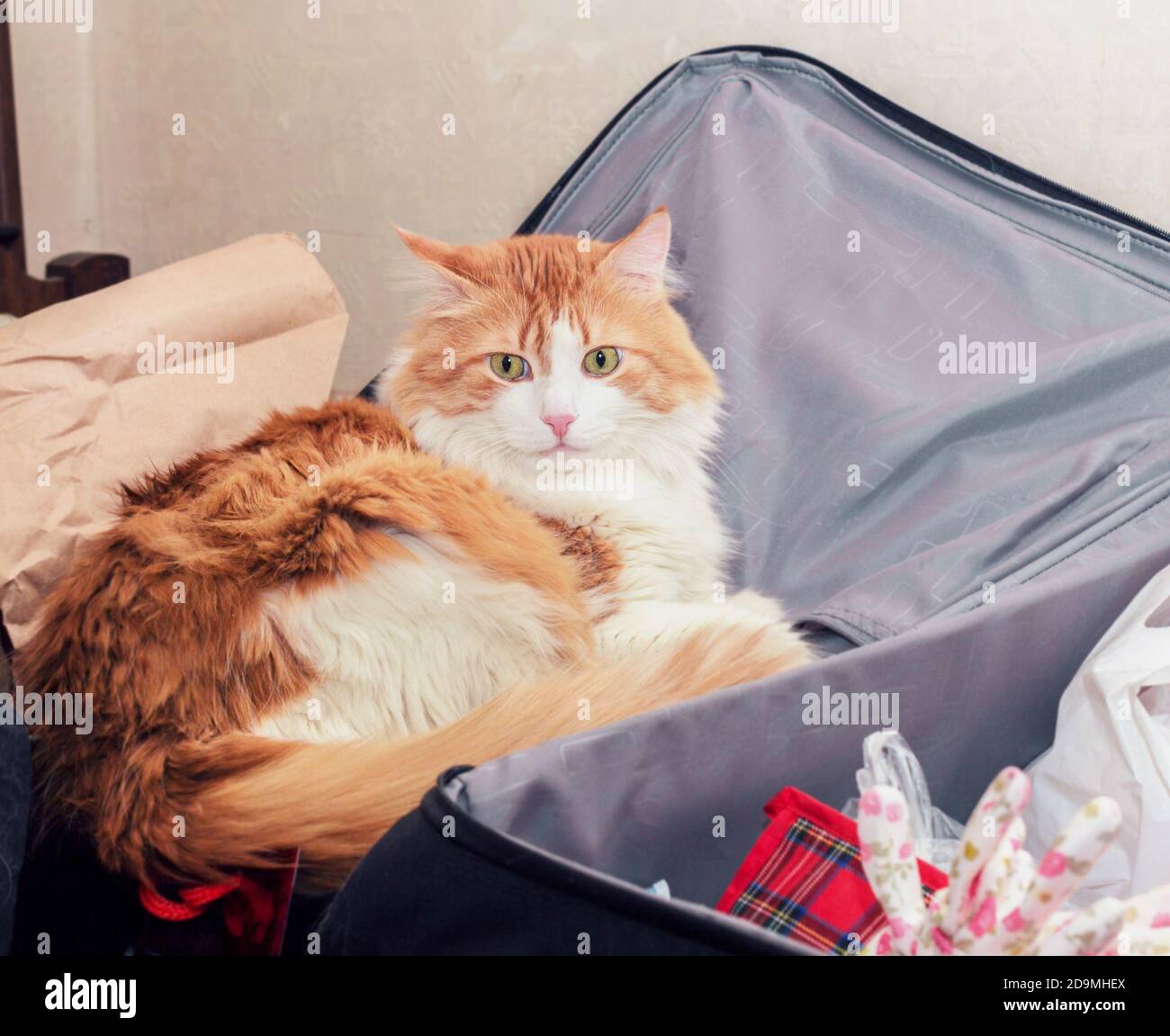 Cat suitcase hi-res stock photography and images - Alamy