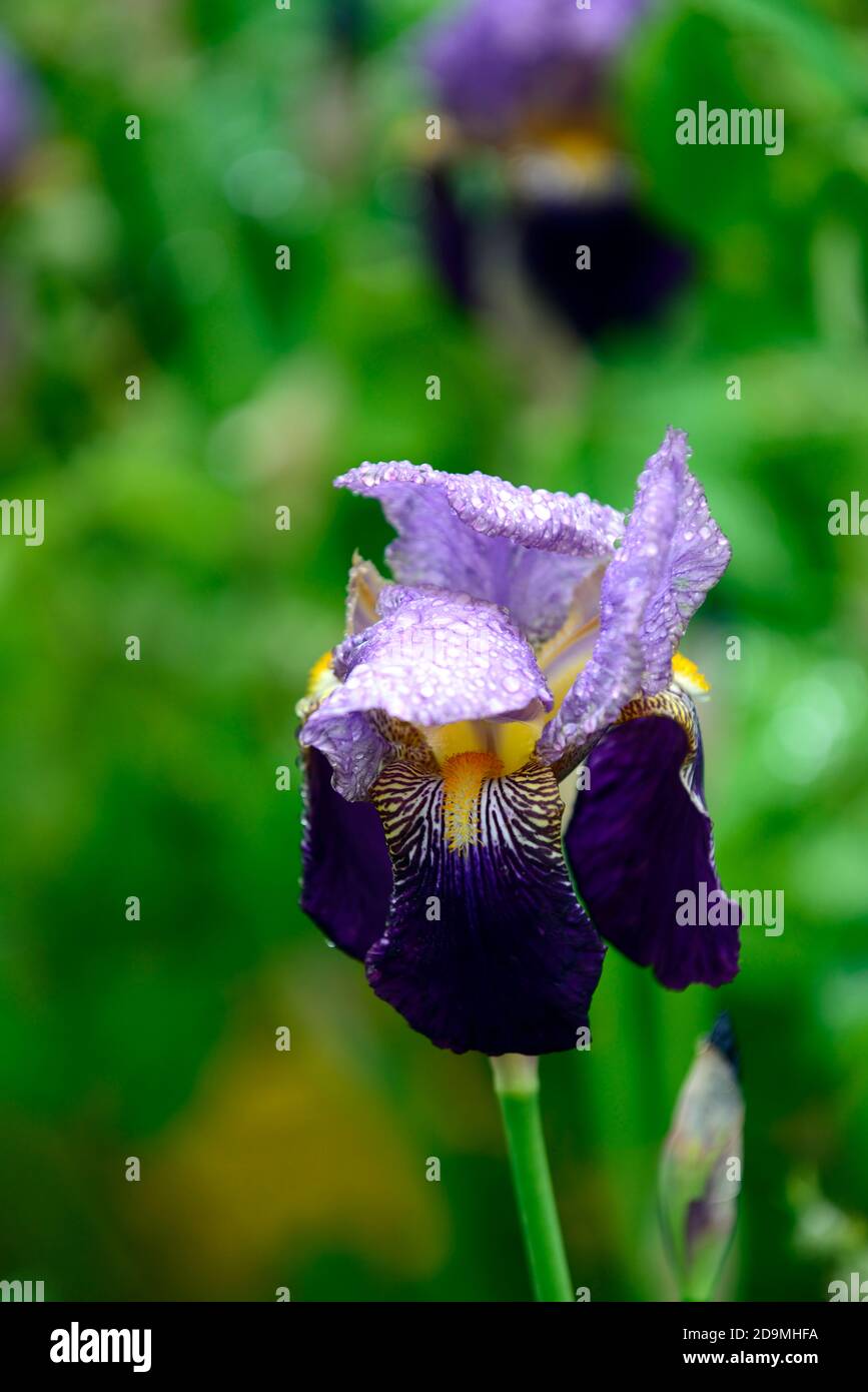 iris,Bearded Iris,Iris germanica,German Iris,Purple lilac Rust coloured ...