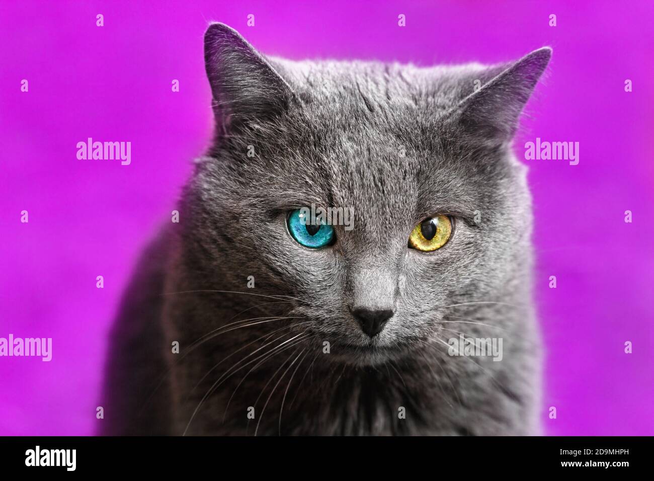 Black Cats With Purple Eyes