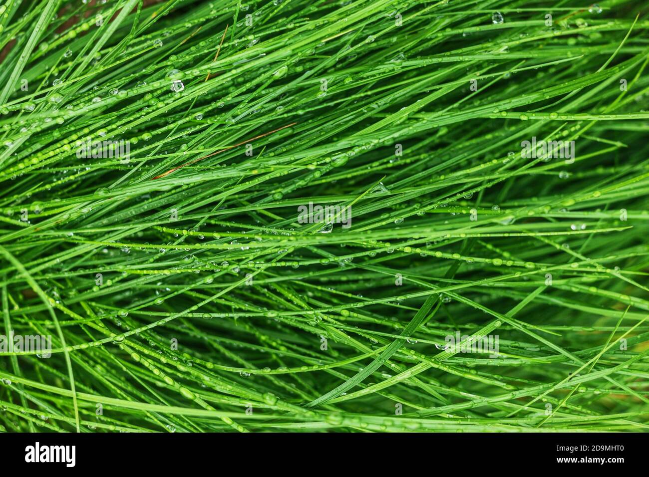Lush green lawn tropical hi-res stock photography and images - Alamy