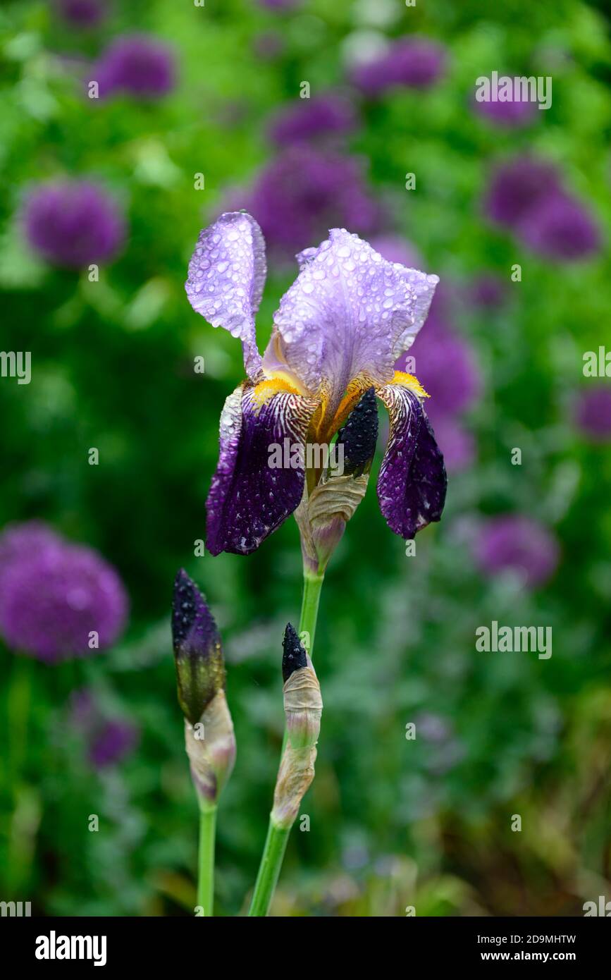 iris,Bearded Iris,Iris germanica,German Iris,Purple lilac Rust coloured ...