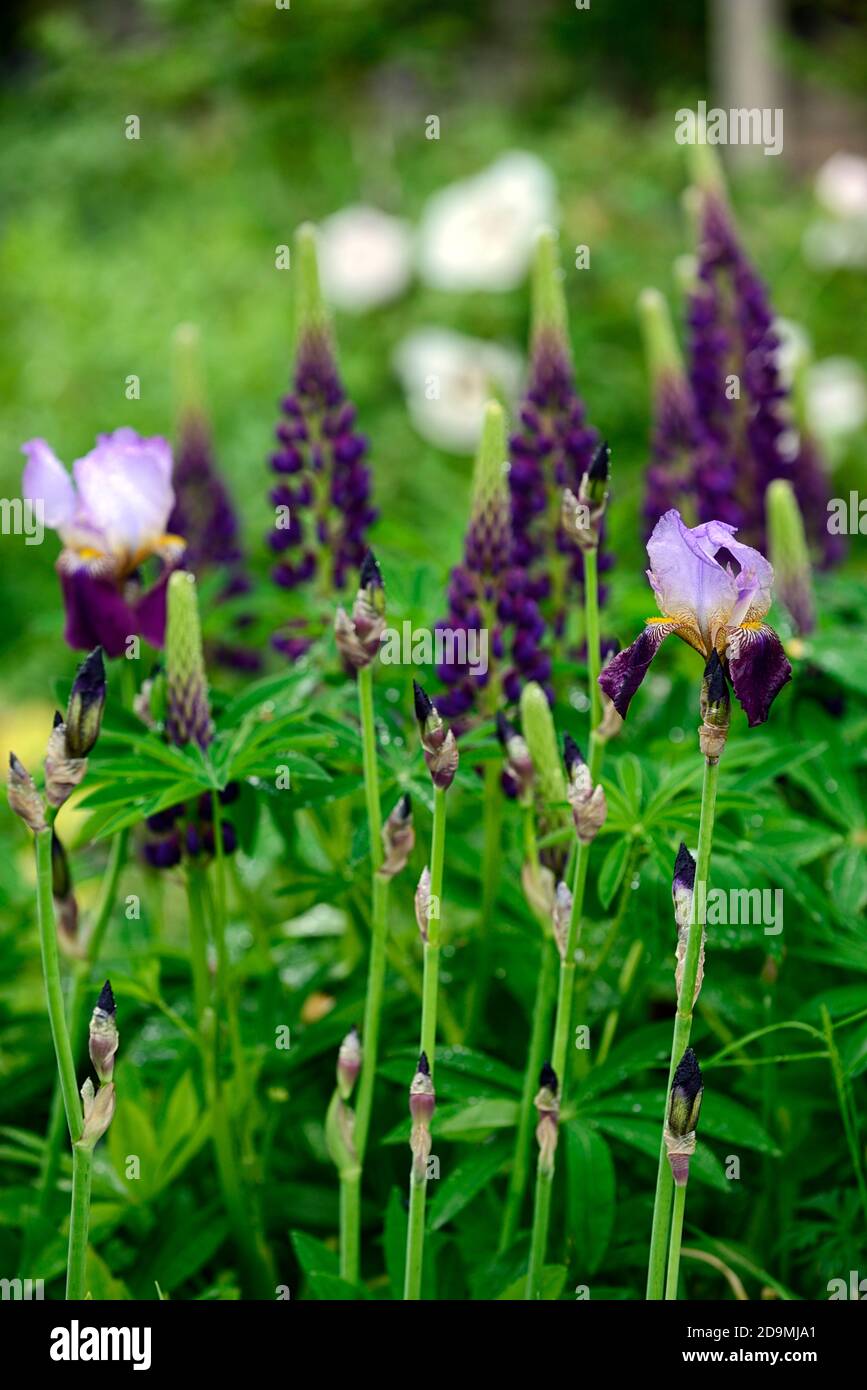 iris,Bearded Iris,lupins,Iris germanica,German Iris,Purple lilac Rust ...