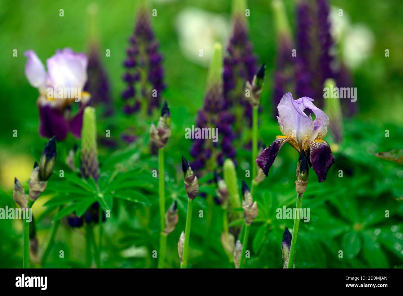iris,Bearded Iris,lupins,Iris germanica,German Iris,Purple lilac Rust ...