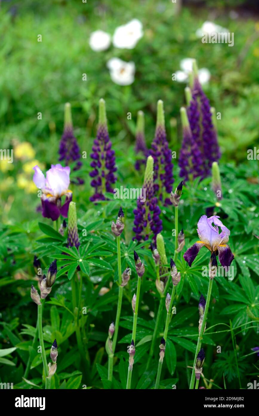 iris,Bearded Iris,lupins,Iris germanica,German Iris,Purple lilac Rust ...