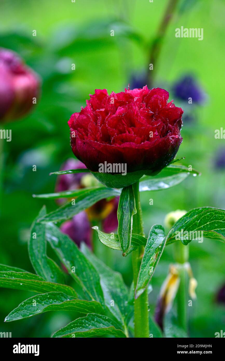 Peony edulis superba hi-res stock photography and images - Alamy