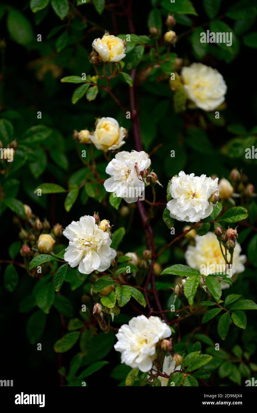 rose, rosa,white shrub rose,roses,garden,white flowers,flowering,RM ...