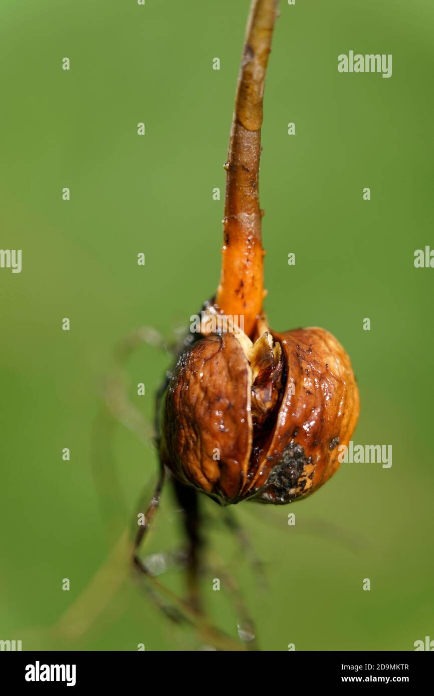 Germany, Bavaria, Upper Bavaria, germinating walnut, root, Juglans ...