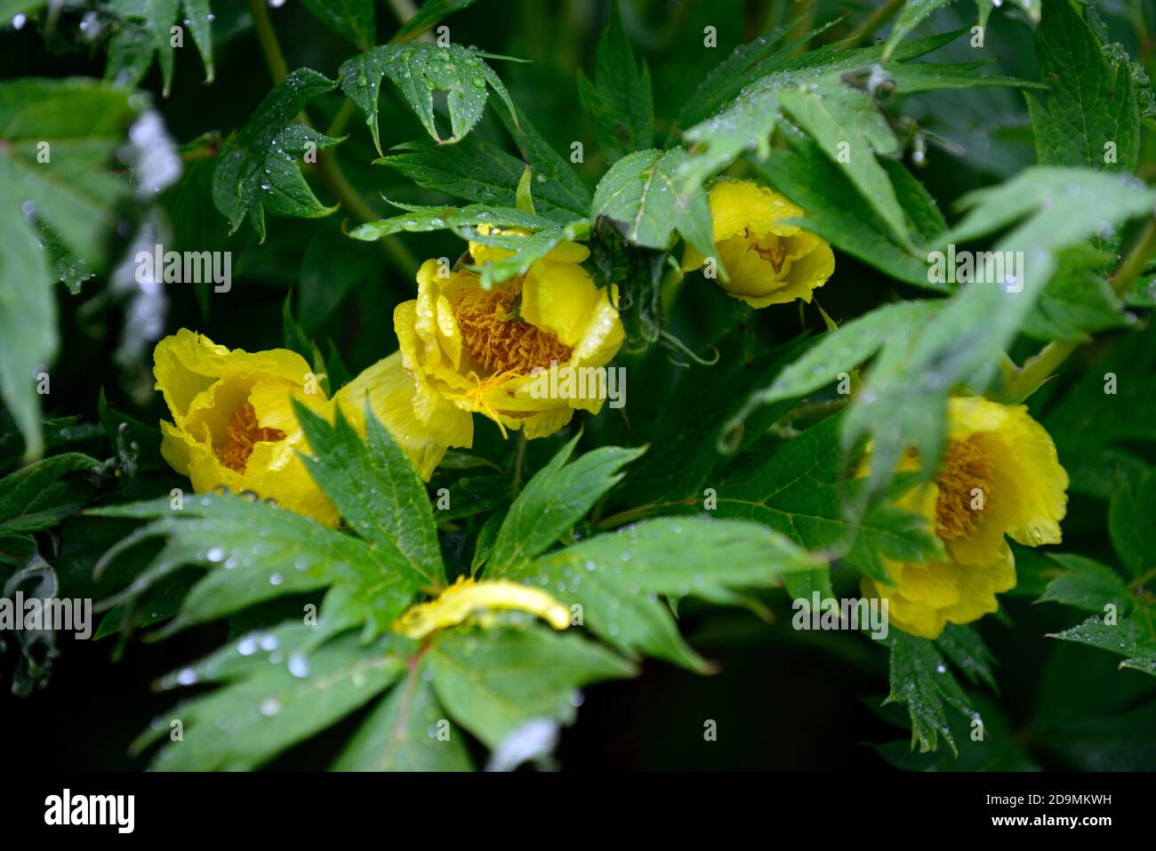 Paeonia suffruticosa,yellow coloured flower,flowers,flowering,tree ...
