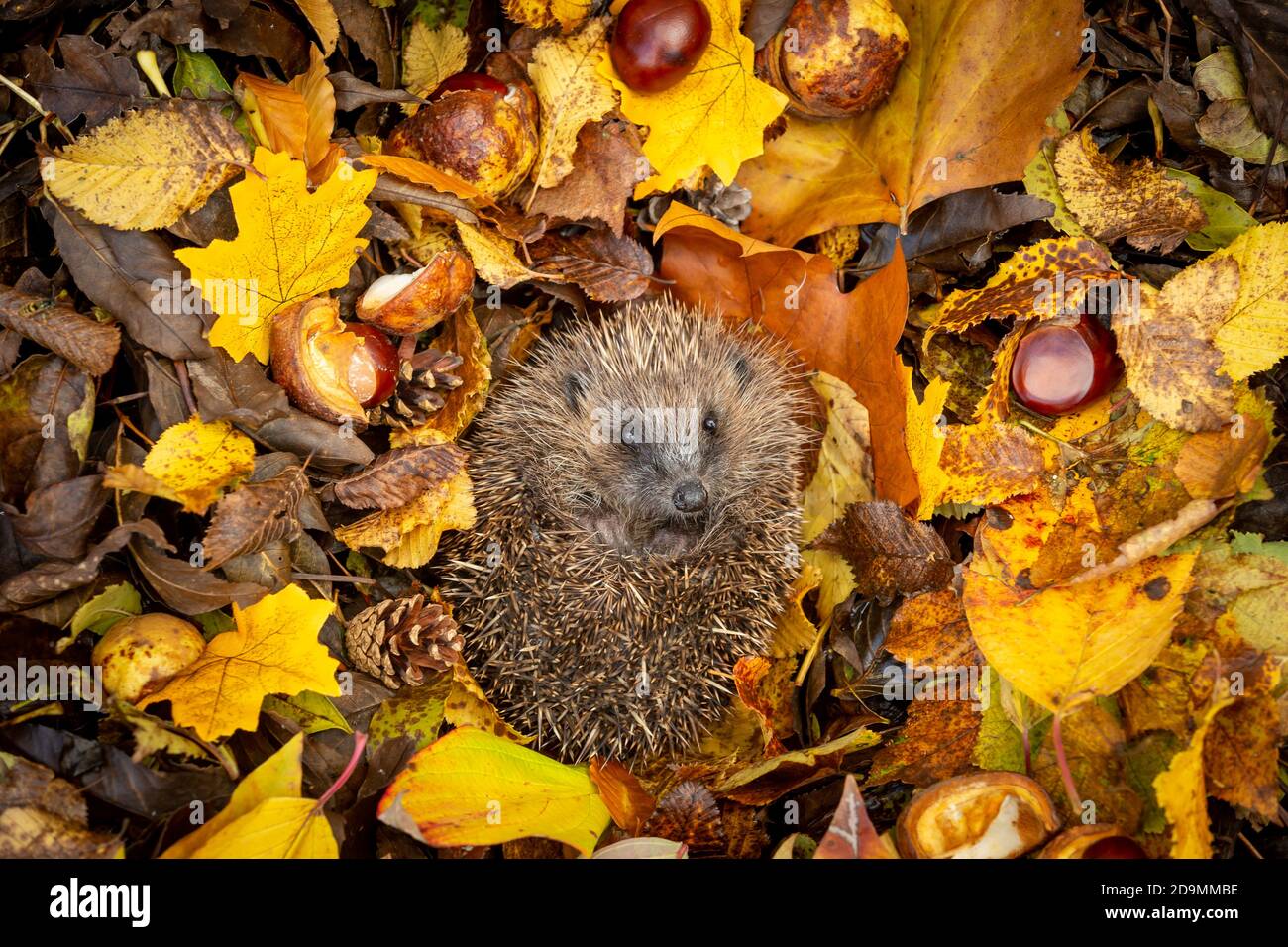 Hedgehog (Scientific name: Erinaceus Europaeus) Wild, native, European ...