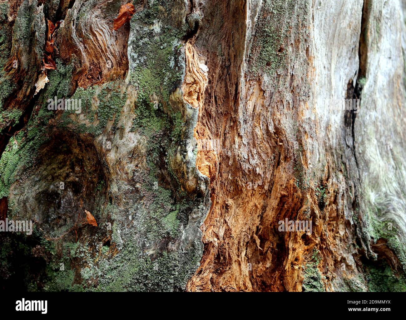 Photo of tree roots and texture of an old trunk in the forest Stock ...