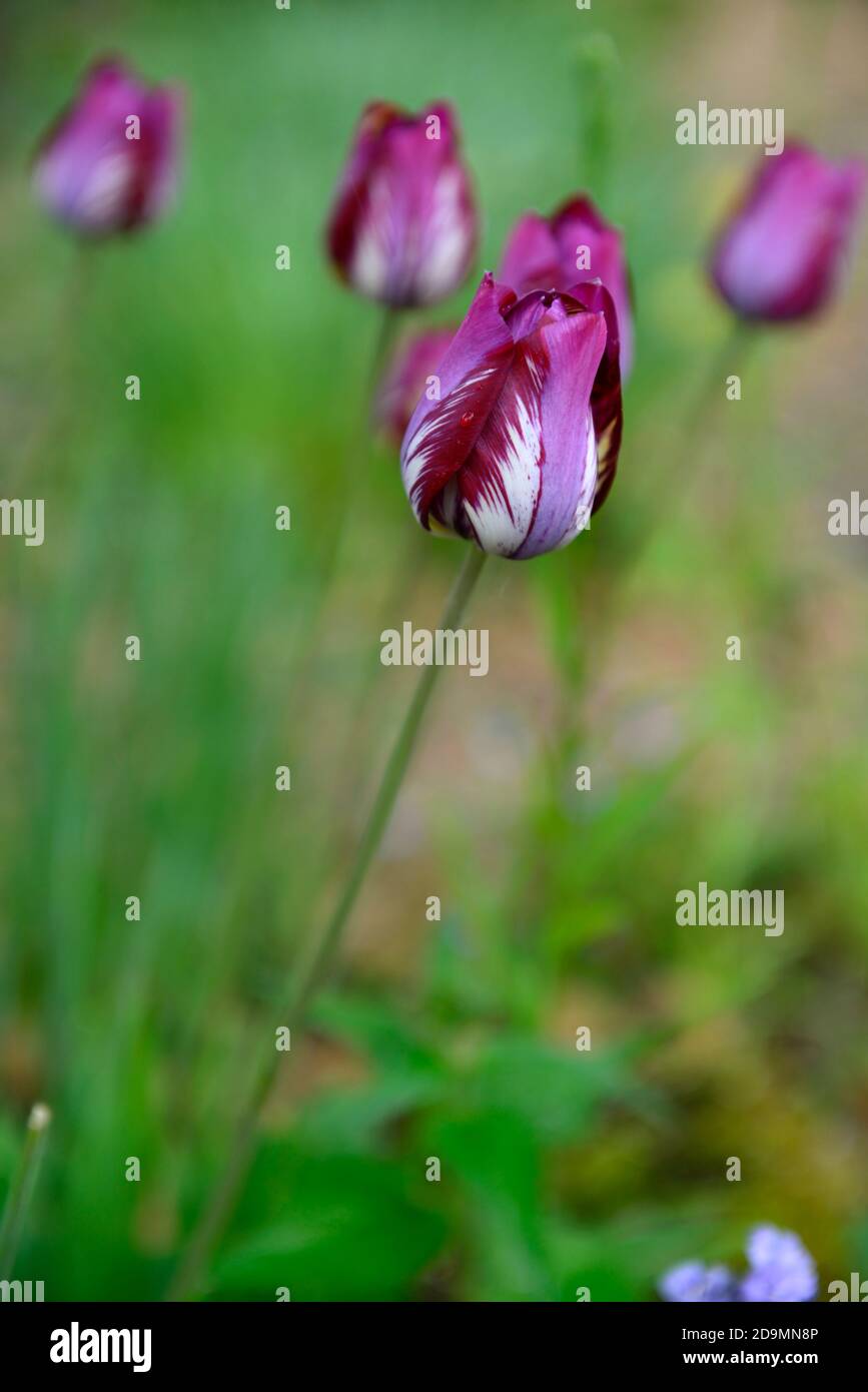 English Florist Tulip,broken tulip,Tulip Breaking Virus,flamed markings ...