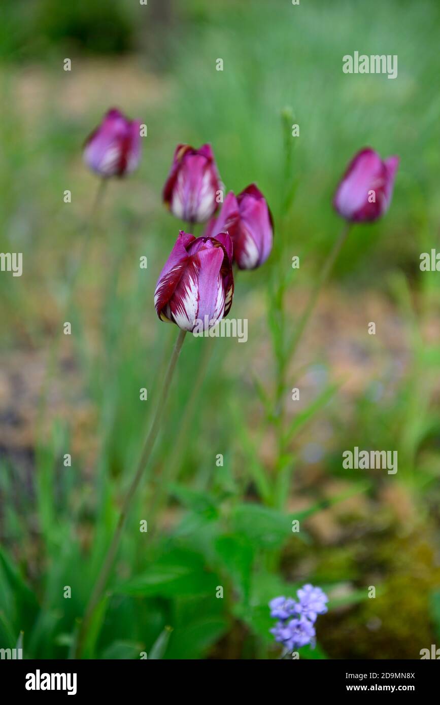 English Florist Tulip,broken tulip,Tulip Breaking Virus,flamed markings ...