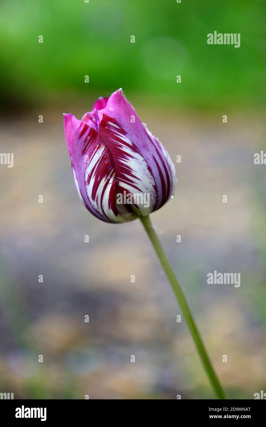 English Florist Tulip,broken tulip,Tulip Breaking Virus,flamed markings ...