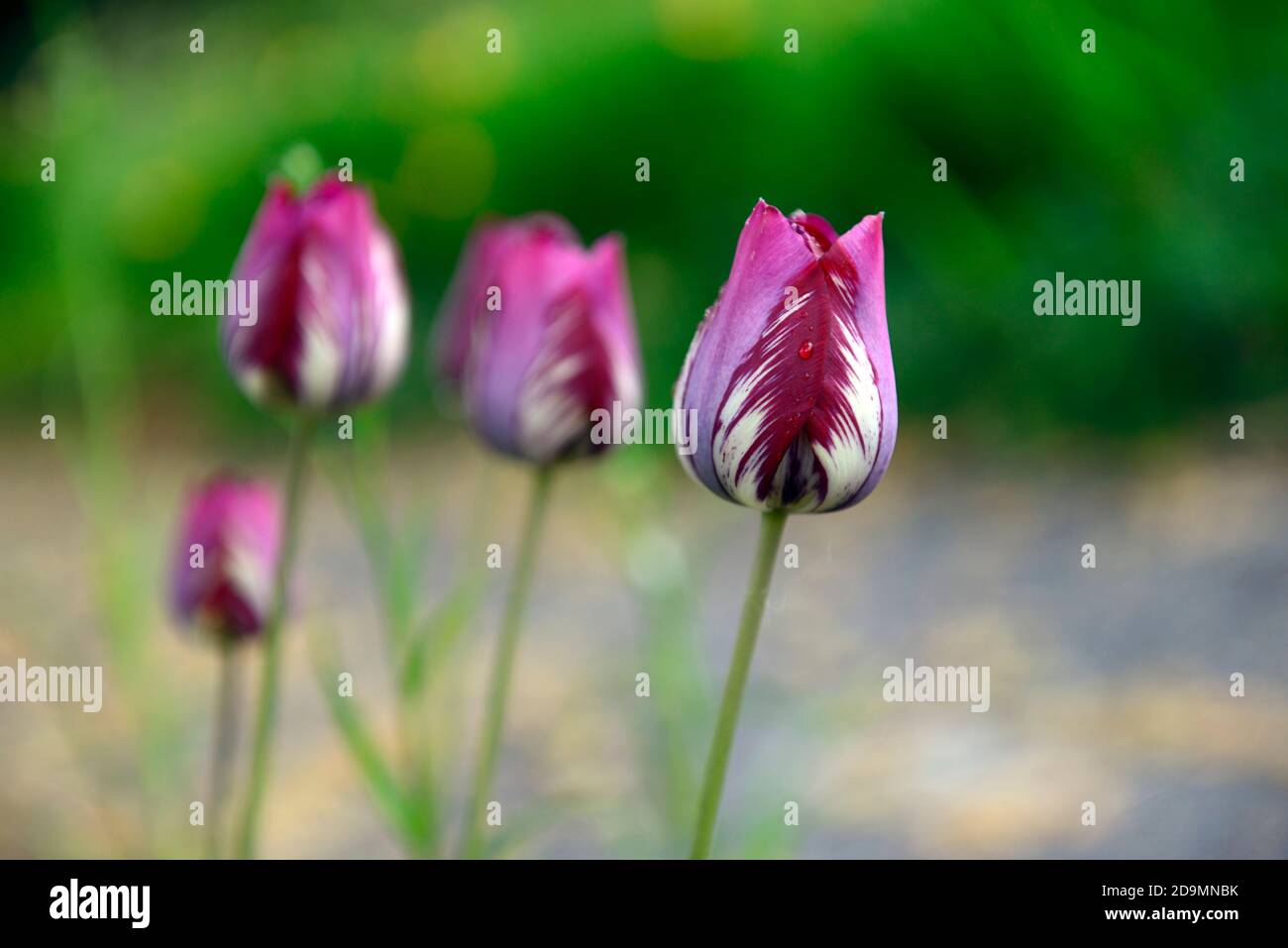 English Florist Tulip,broken tulip,Tulip Breaking Virus,flamed markings ...
