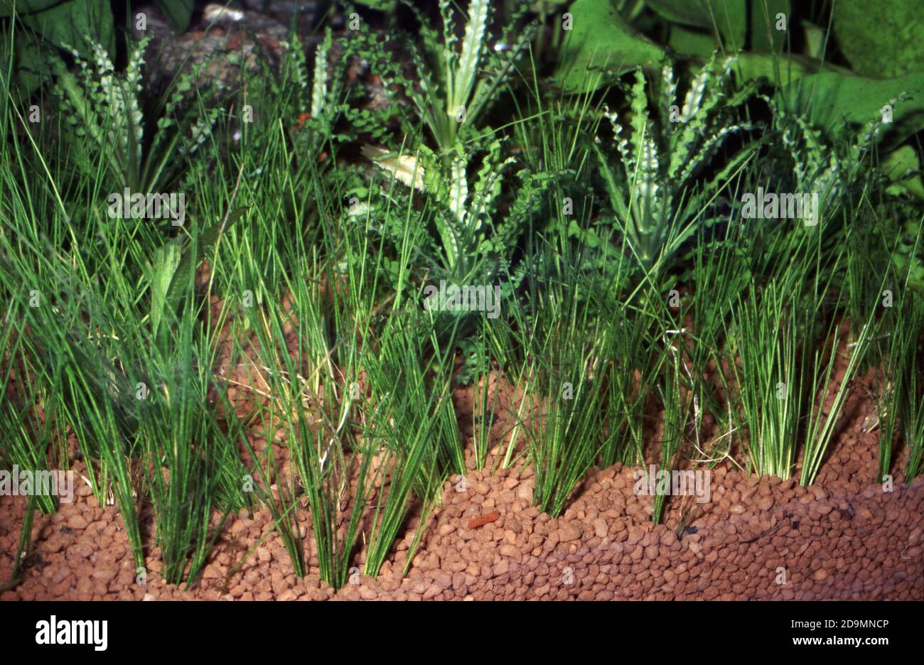 Papyrus plant root High Resolution Stock Photography and Images - Alamy