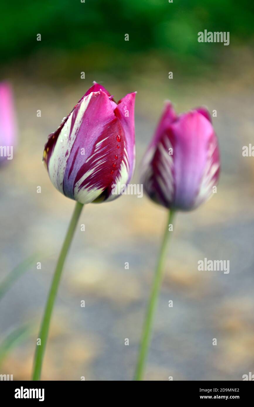 English Florist Tulip,broken tulip,Tulip Breaking Virus,flamed markings ...