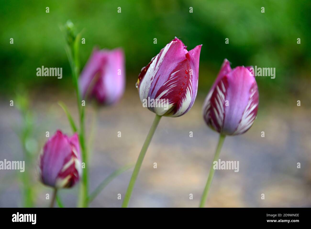 Tulip breaking virus hi-res stock photography and images - Alamy