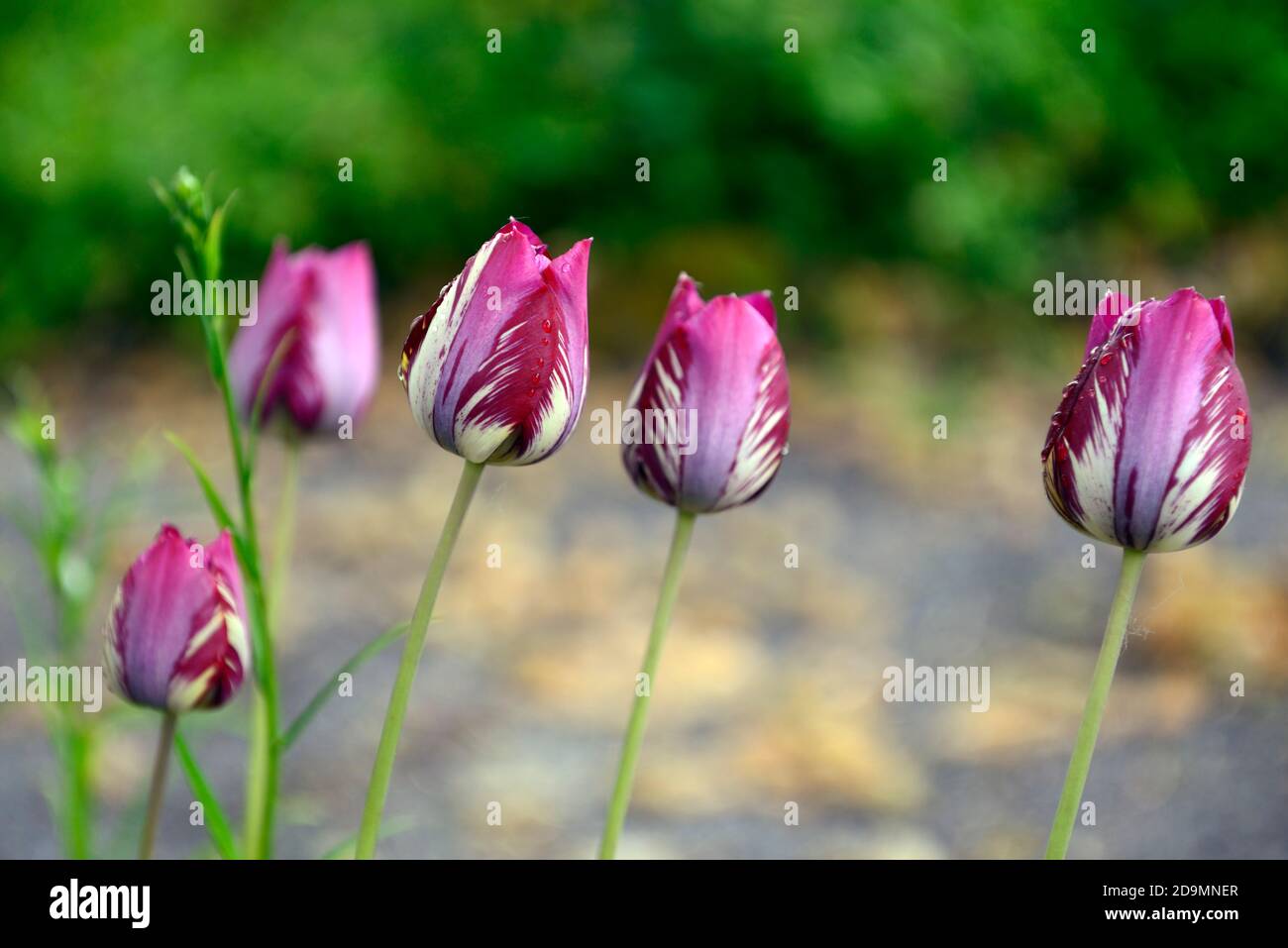 Viral flower hi-res stock photography and images - Alamy