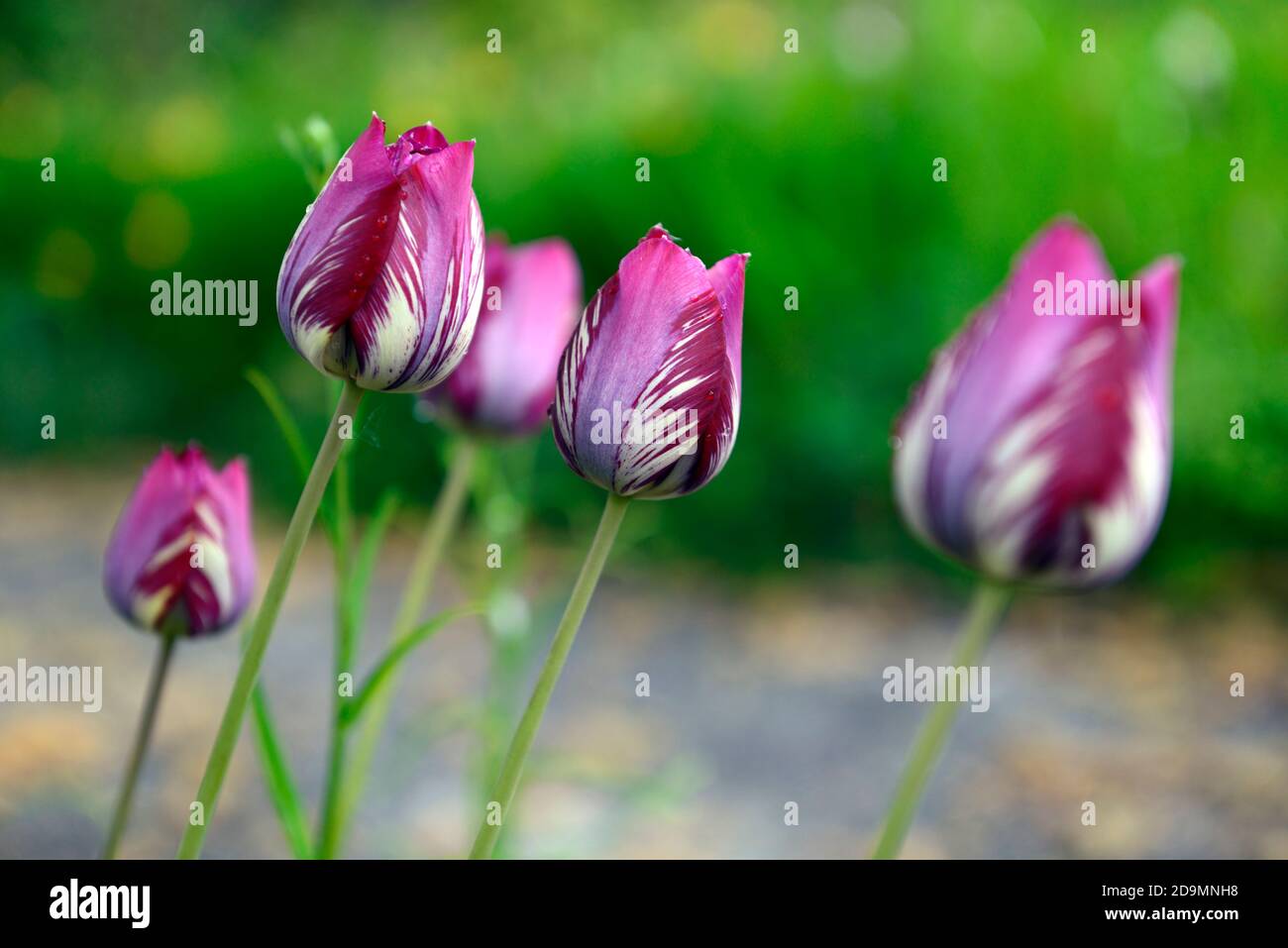 English Florist Tulip,broken tulip,Tulip Breaking Virus,flamed markings ...