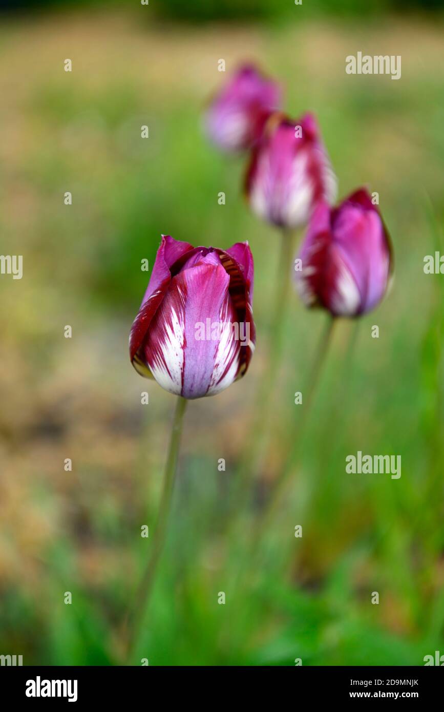 English Florist Tulip,broken tulip,Tulip Breaking Virus,flamed markings ...