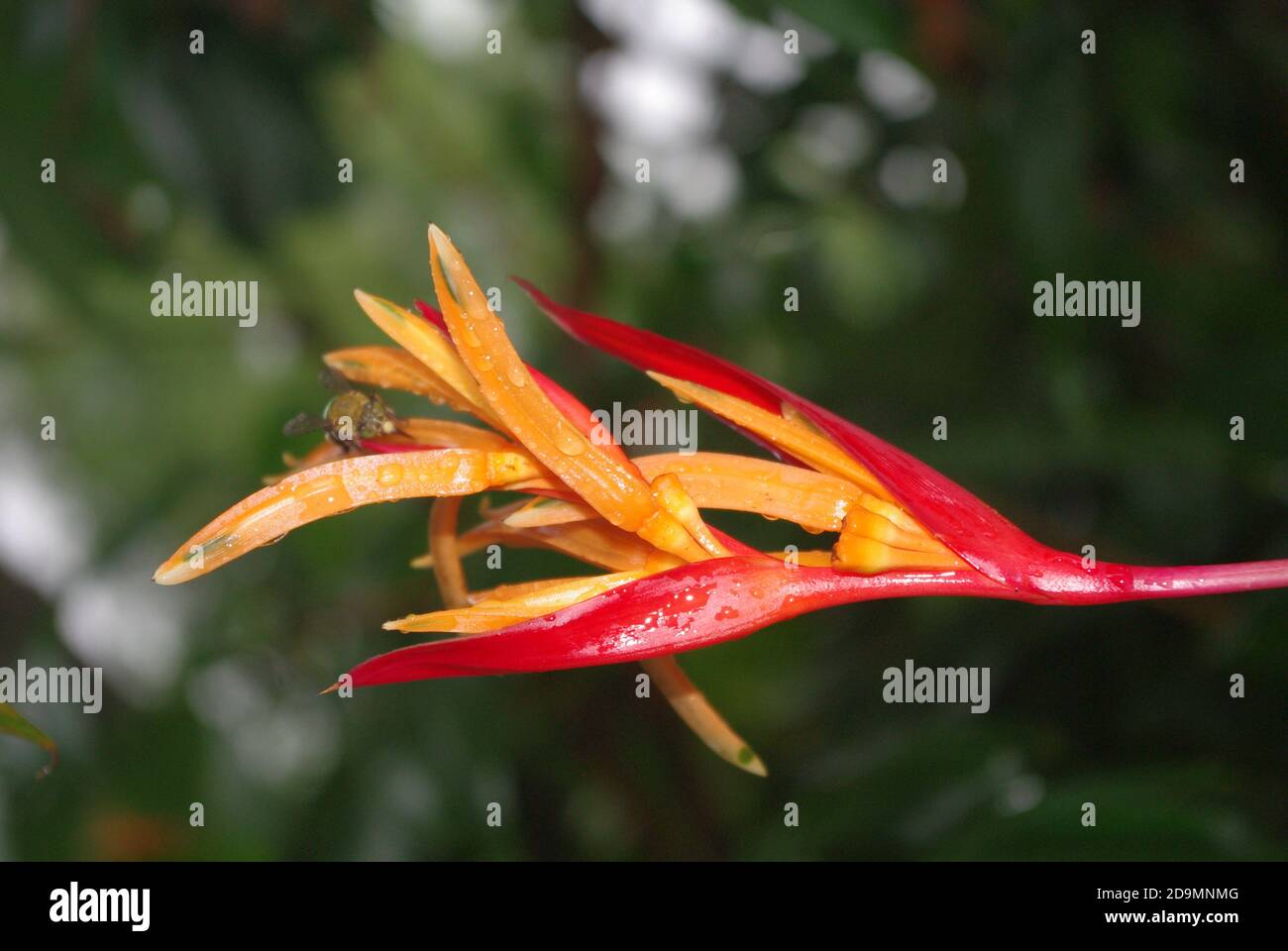 Heliconia family hi-res stock photography and images - Alamy