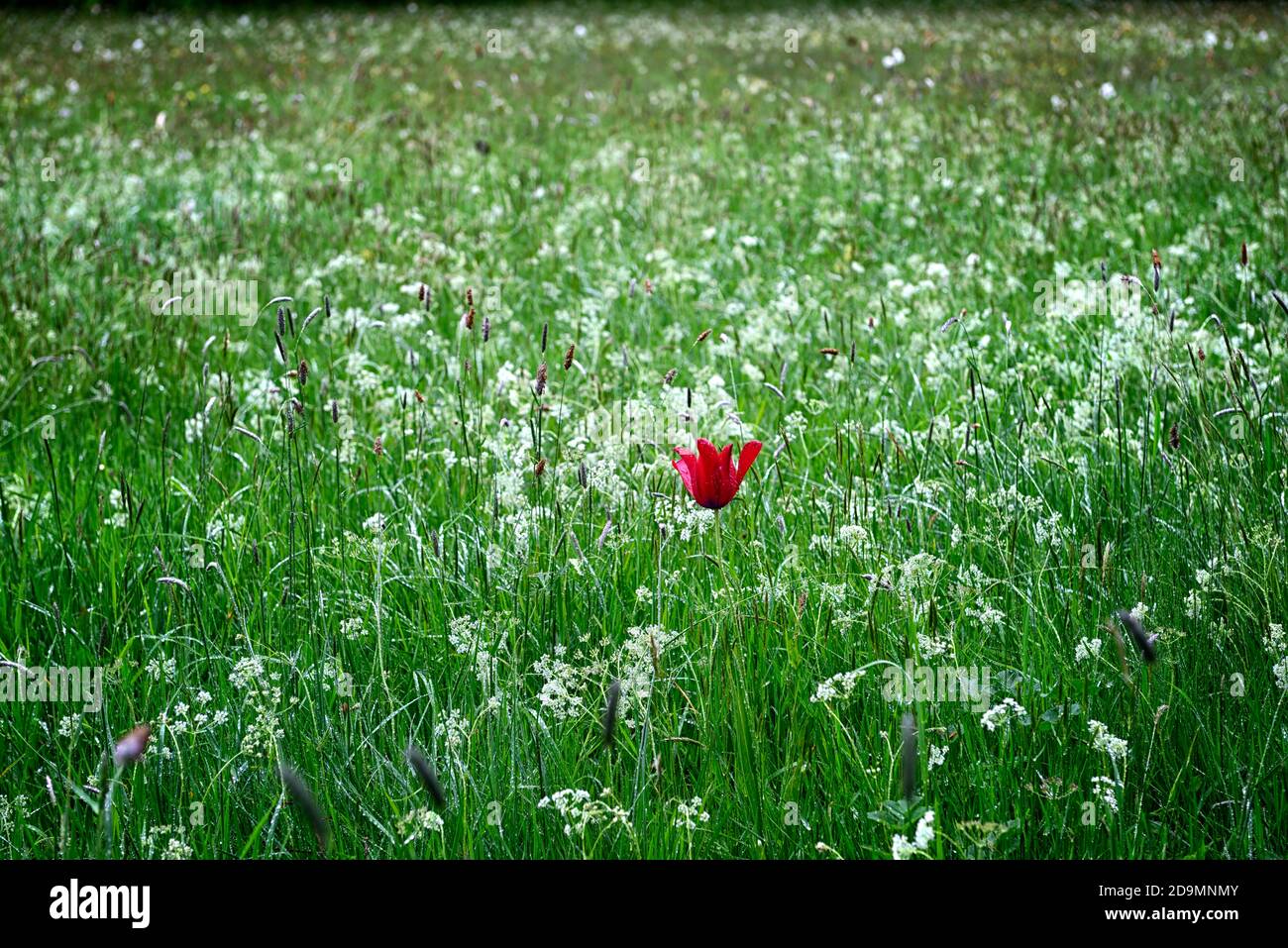 Tulip aximensis,Tulipa aximensis,red flowers,ammi,wildflower meadow ...
