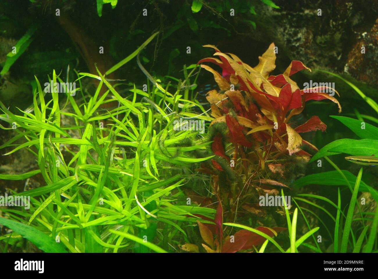 Invasive algae in tropical freshwater aquarium Stock Photo - Alamy