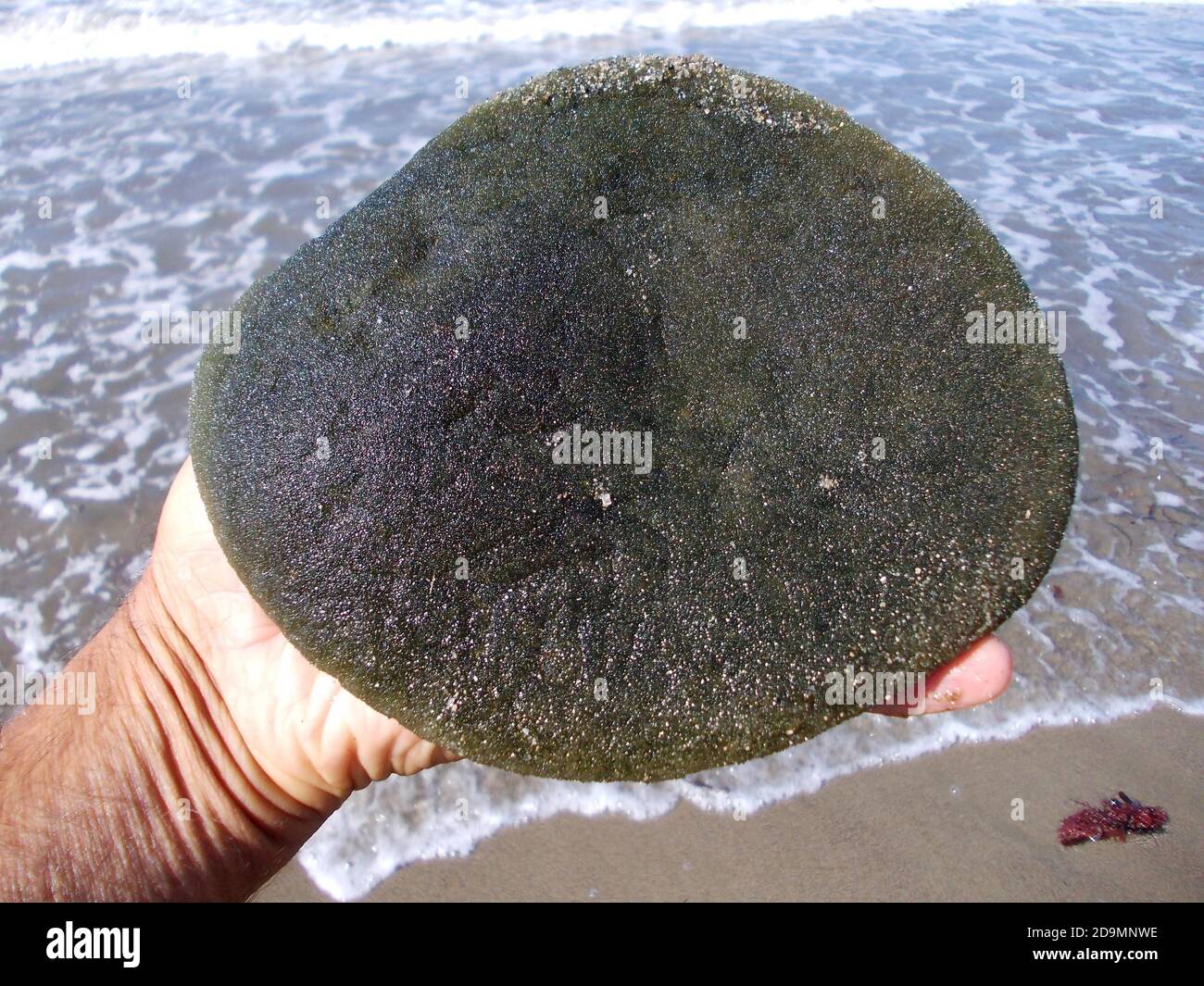 Codium bursa, alga also known as Green sponge ball Stock Photo - Alamy