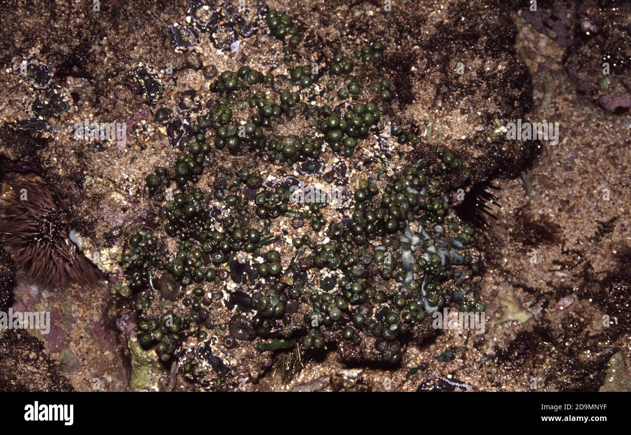 Caulerpa racemosa is a species of edible green alga, a seaweed in the ...