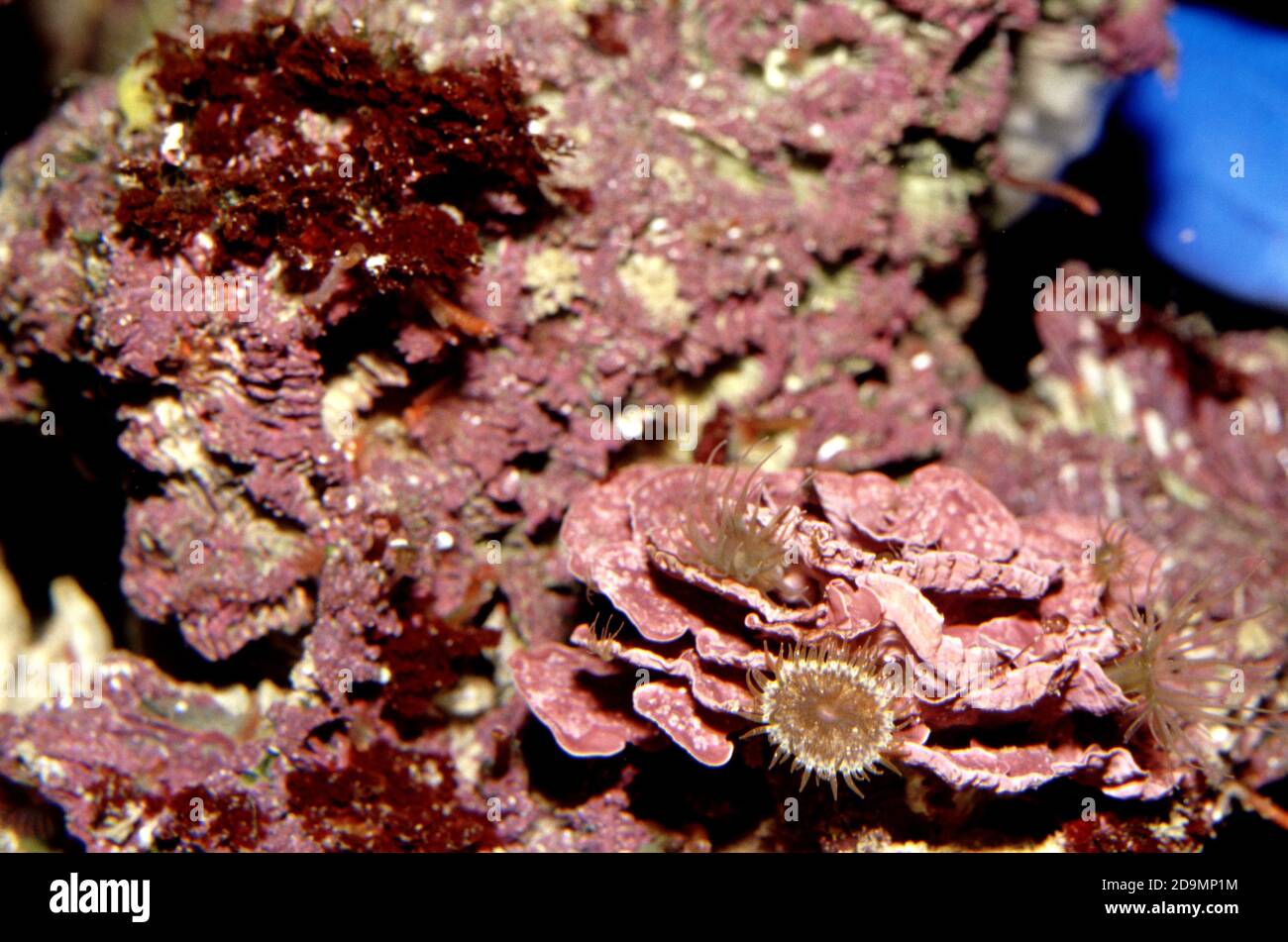 Red Coralline Algae