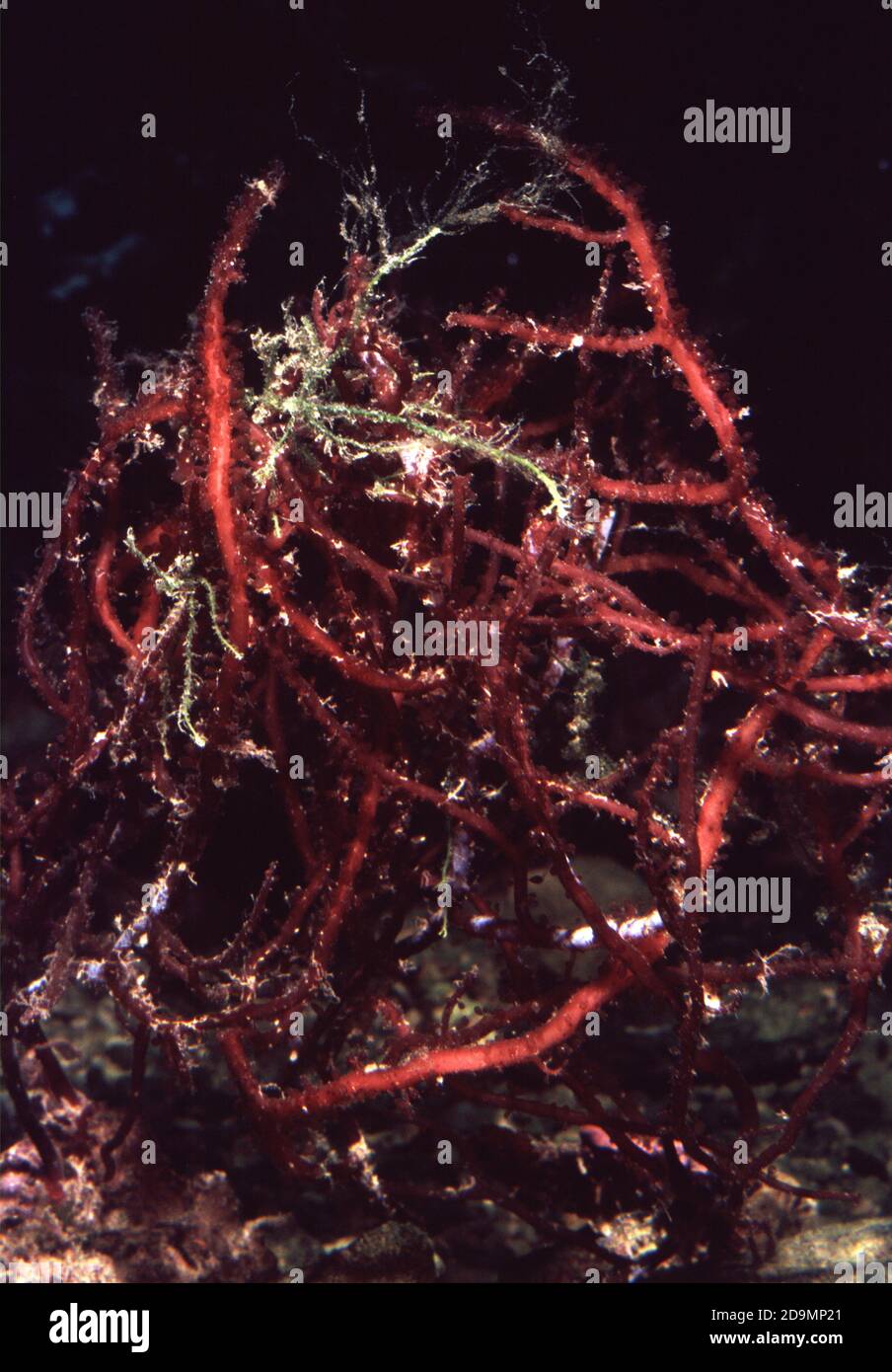 Macro algae hi-res stock photography and images - Alamy