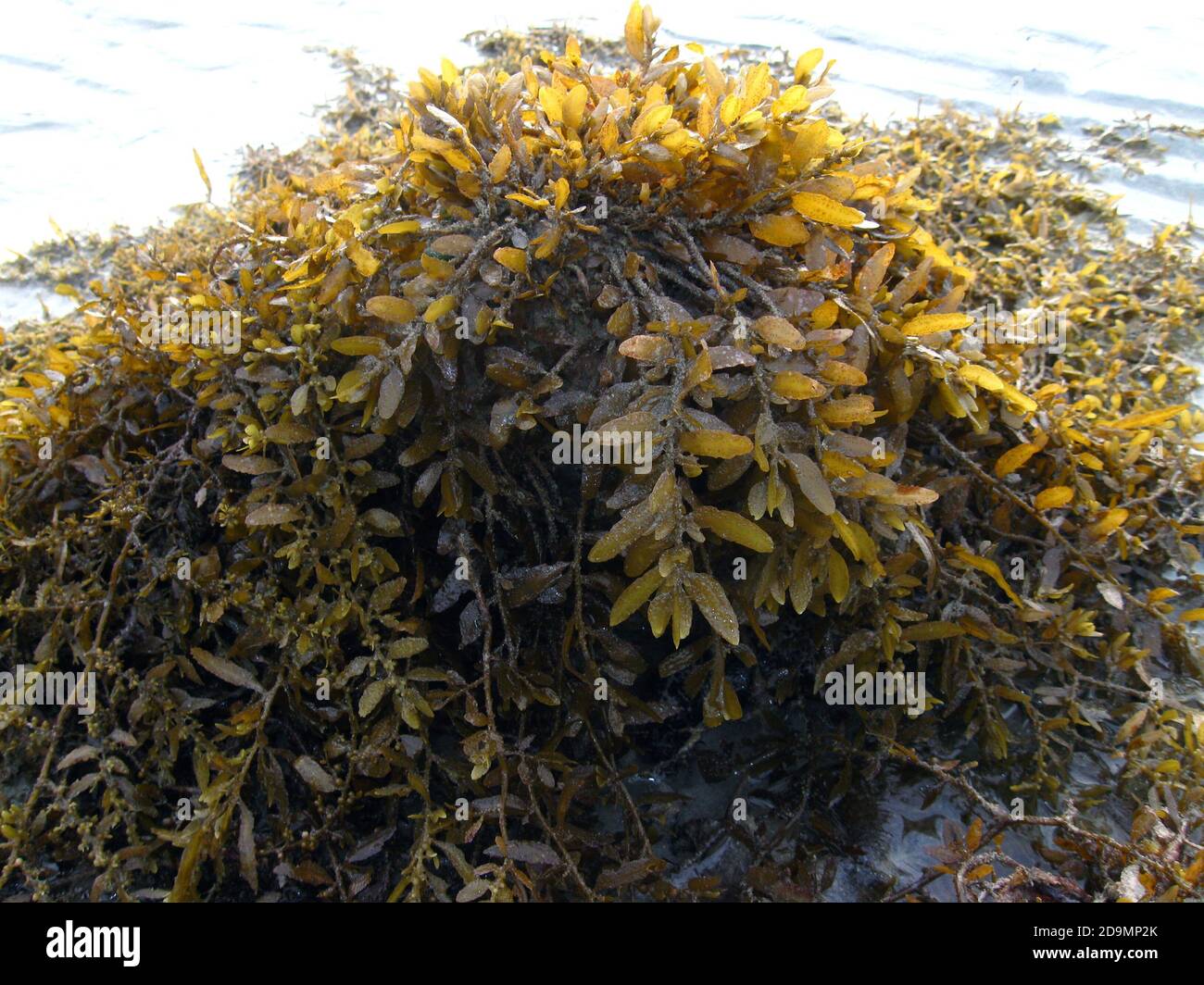 Sargassum, also called gulfweed or sea holly, genus of brown algae ...