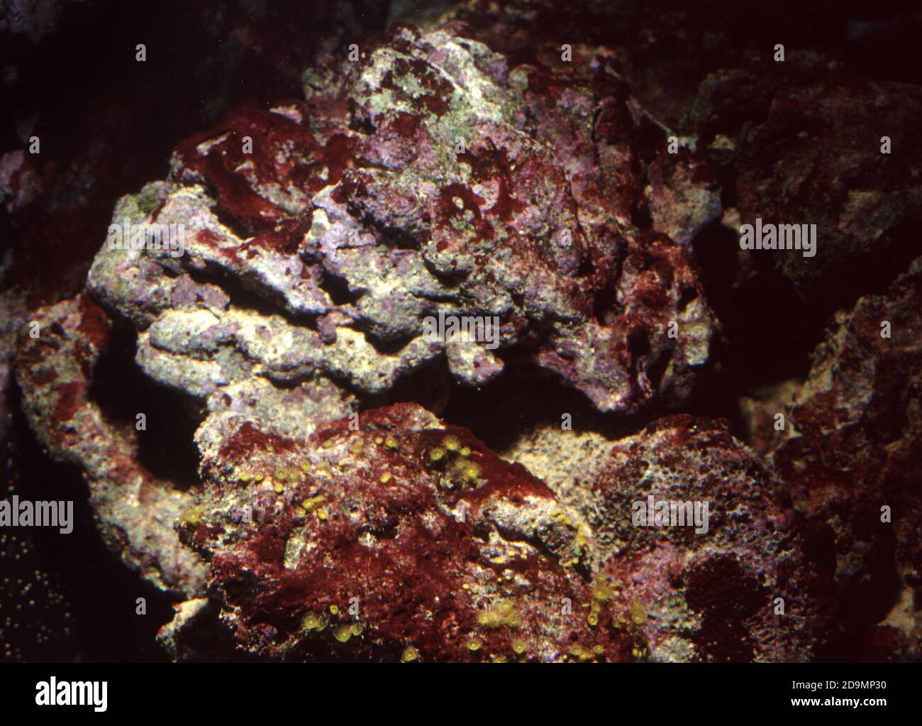 Because they are photosynthetic and aquatic, cyanobacteria are often ...