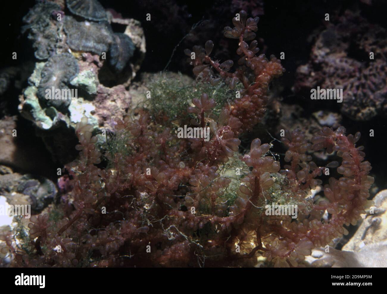 Macro algae hi-res stock photography and images - Alamy