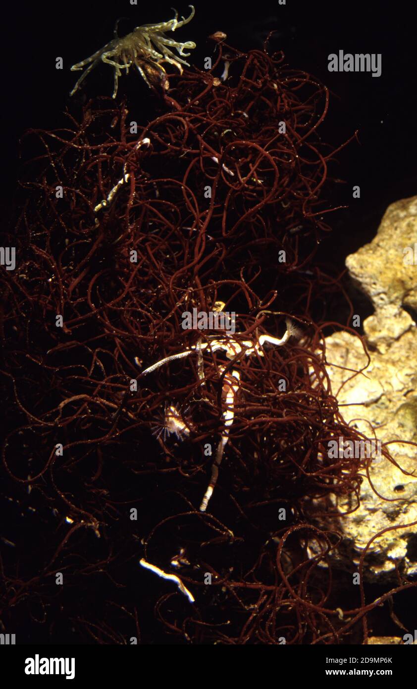 Gracilaria hi-res stock photography and images - Alamy