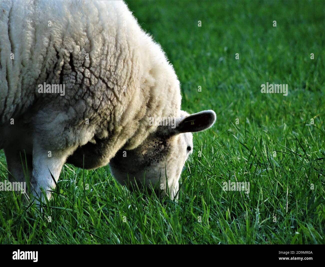 Sheep Eating Plant High Resolution Stock Photography and Images - Alamy