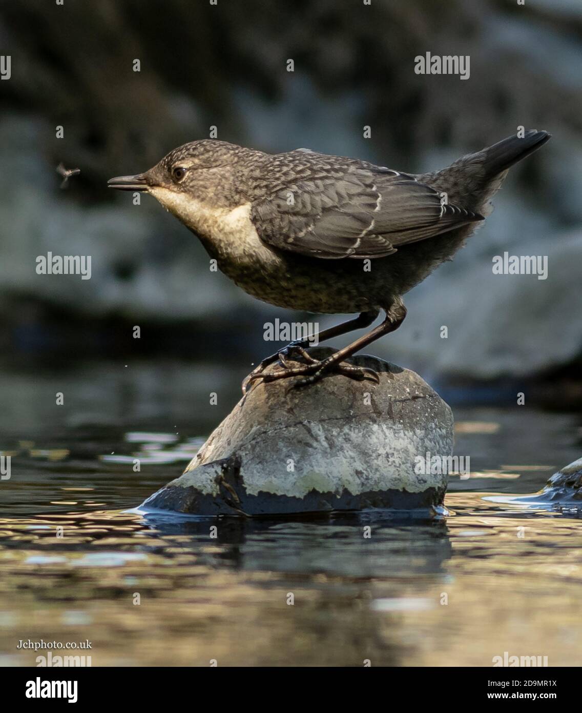 Juvenile dipper insect hi-res stock photography and images - Alamy