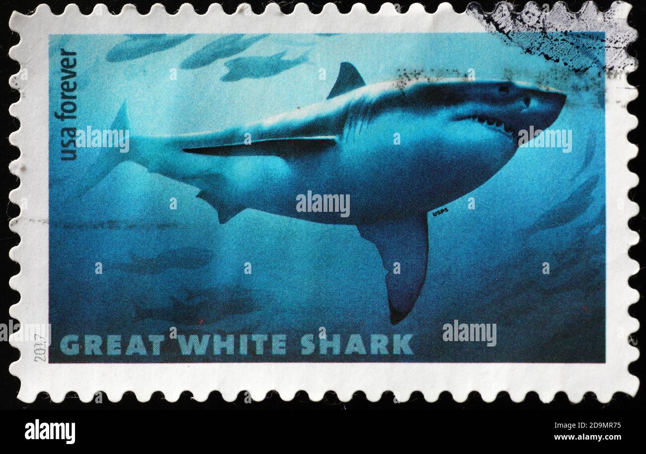 Great white shark on american postage stamp Stock Photo - Alamy