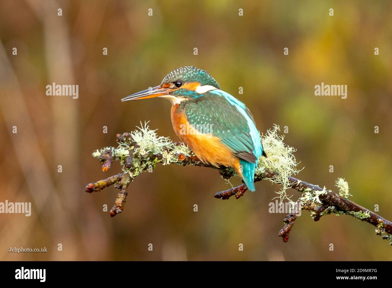 Kingfisher up close hi-res stock photography and images - Alamy