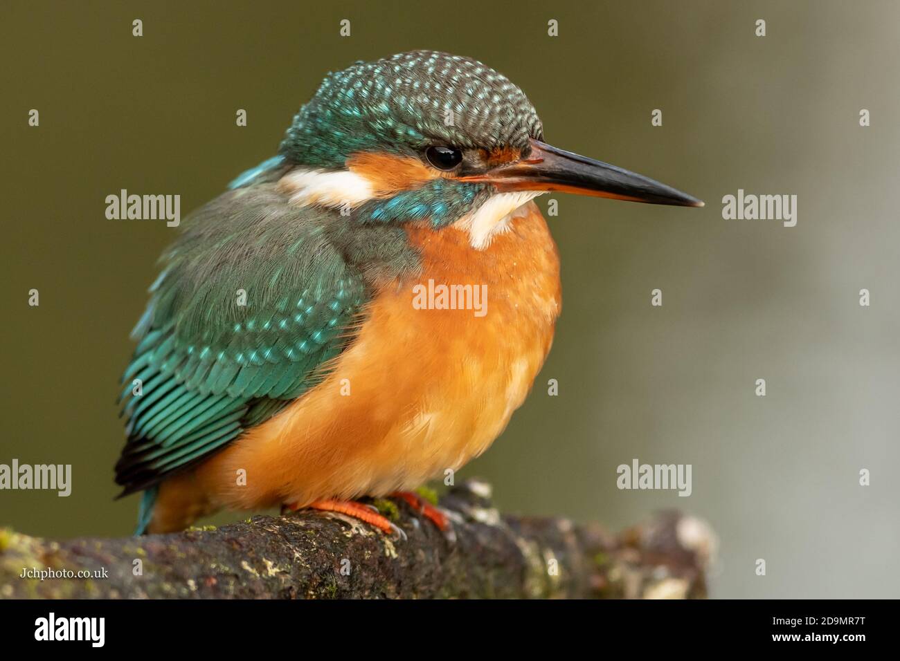Kingfisher up close hi-res stock photography and images - Alamy