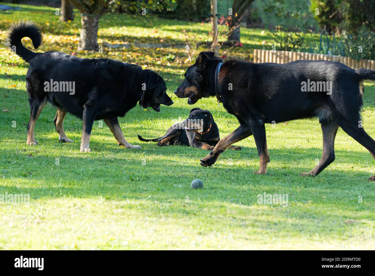 adorable young Beauce shepherd dog playing with two large adults in a ...